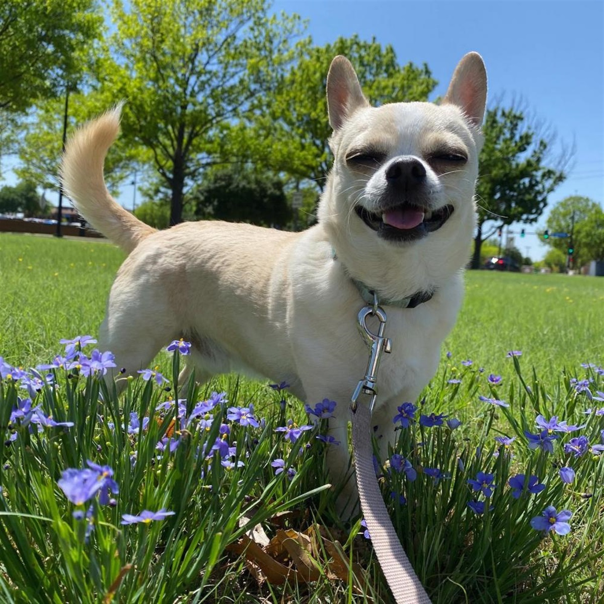 Redding Trail Dog Run (near Loos Field) - Addison Parks